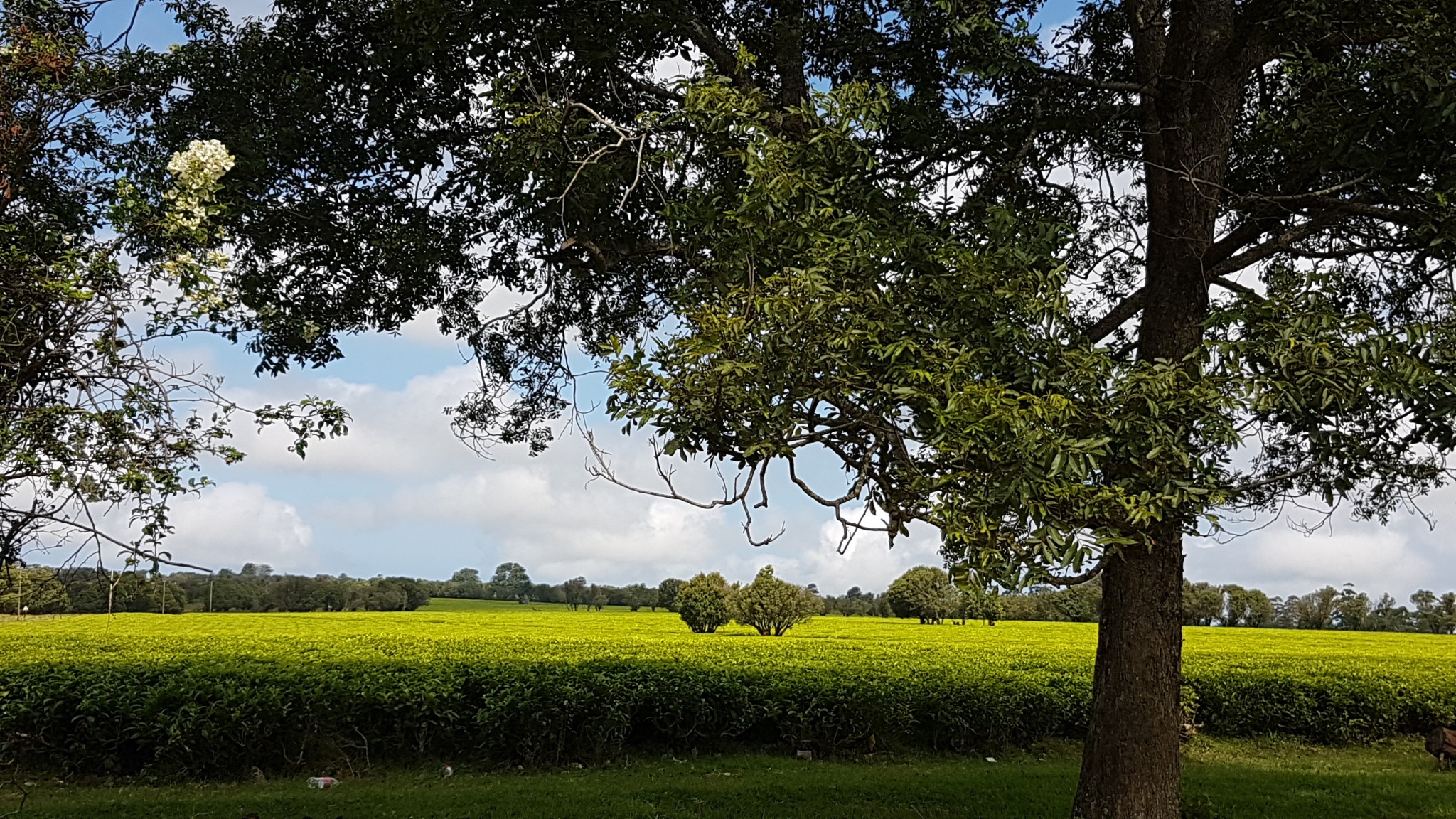 Magwa Falls and Magwa Tea Estate in Pondoland, South Africa – Traveling ...