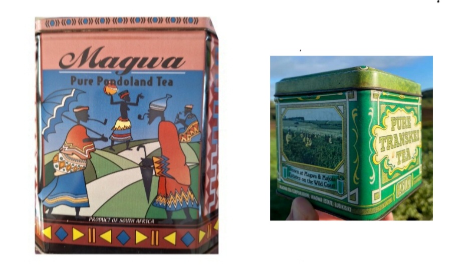 Magwa Falls and Magwa Tea Estate in Pondoland, South Africa – Traveling ...