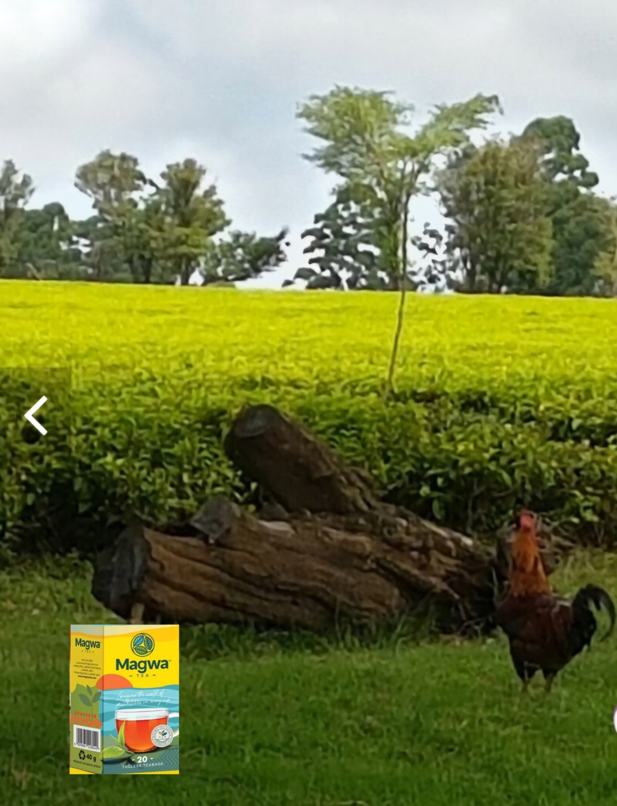 Magwa Falls and Magwa Tea Estate in Pondoland, South Africa – Traveling ...