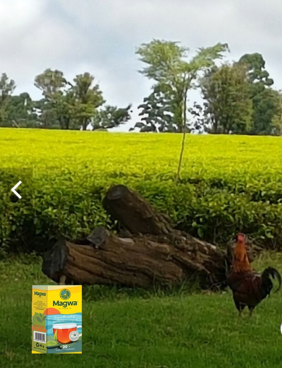 Magwa Falls and Magwa Tea Estate in Pondoland, South Africa – Traveling ...