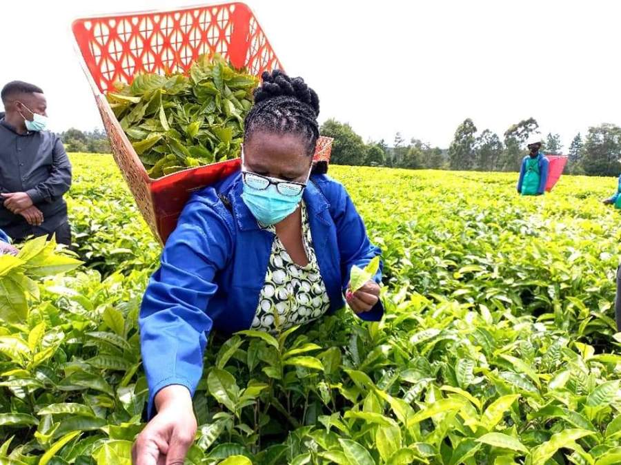Magwa Falls and Magwa Tea Estate in Pondoland, South Africa – Traveling ...