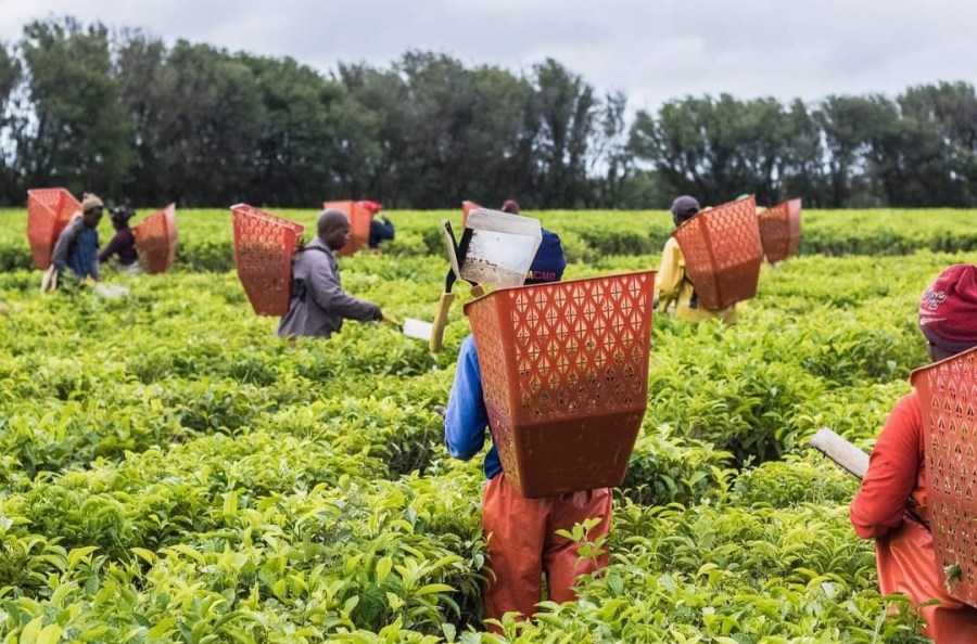 Magwa Falls and Magwa Tea Estate in Pondoland, South Africa – Traveling ...