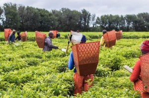 Magwa Falls and Magwa Tea Estate in Pondoland, South Africa – Traveling ...